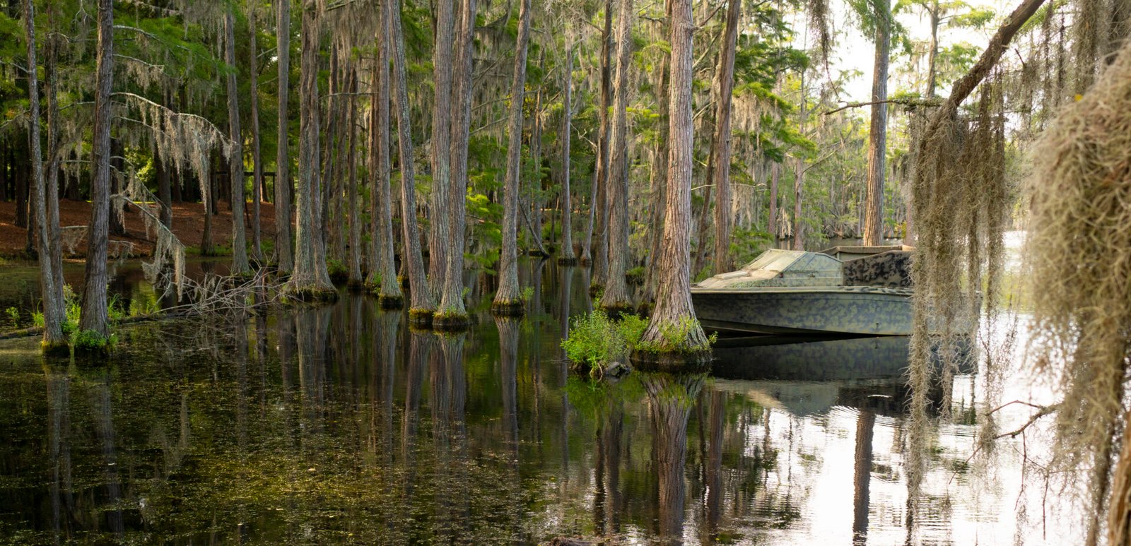 Discover The Louisiana State Tree: Symbol of Natural Splendor