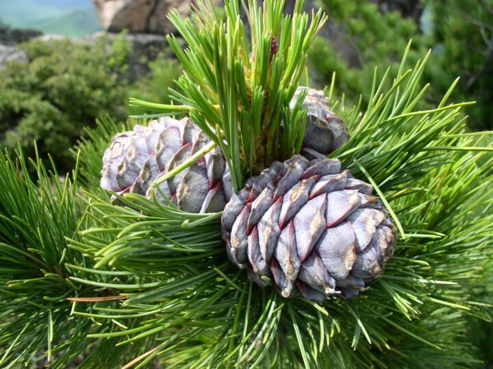 Your Guide to Easy Cedar Tree Identification