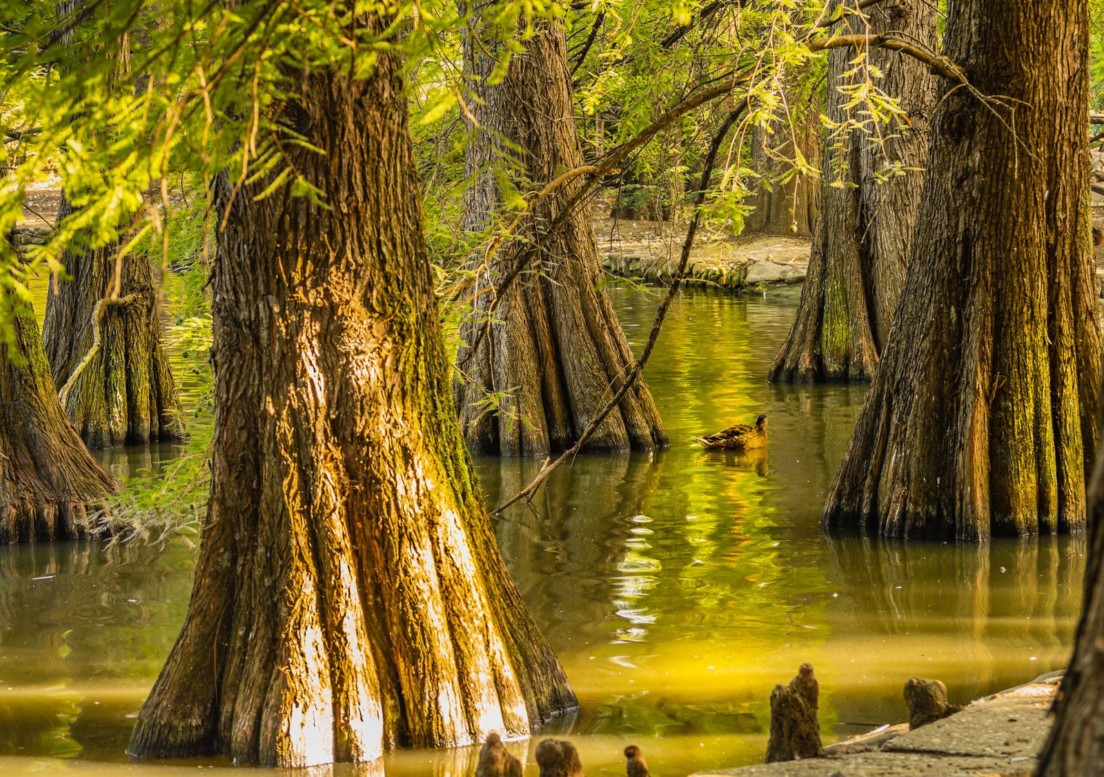 Discover The Louisiana State Tree: Symbol of Natural Splendor